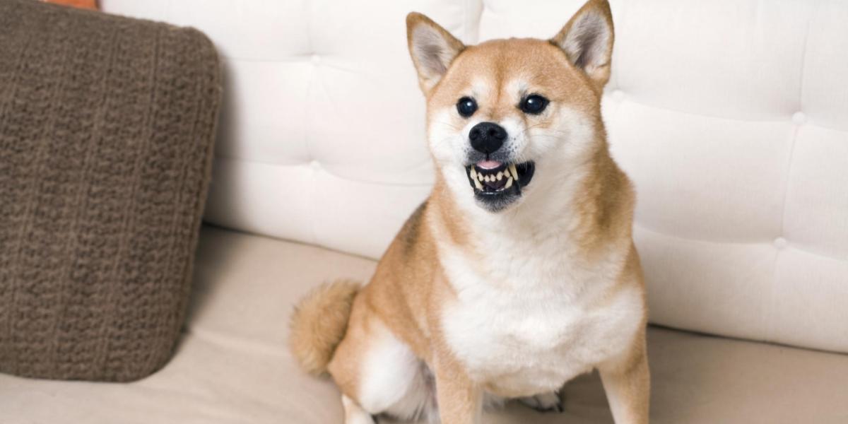 El truco clave para evitar que un perro enojado me muerda