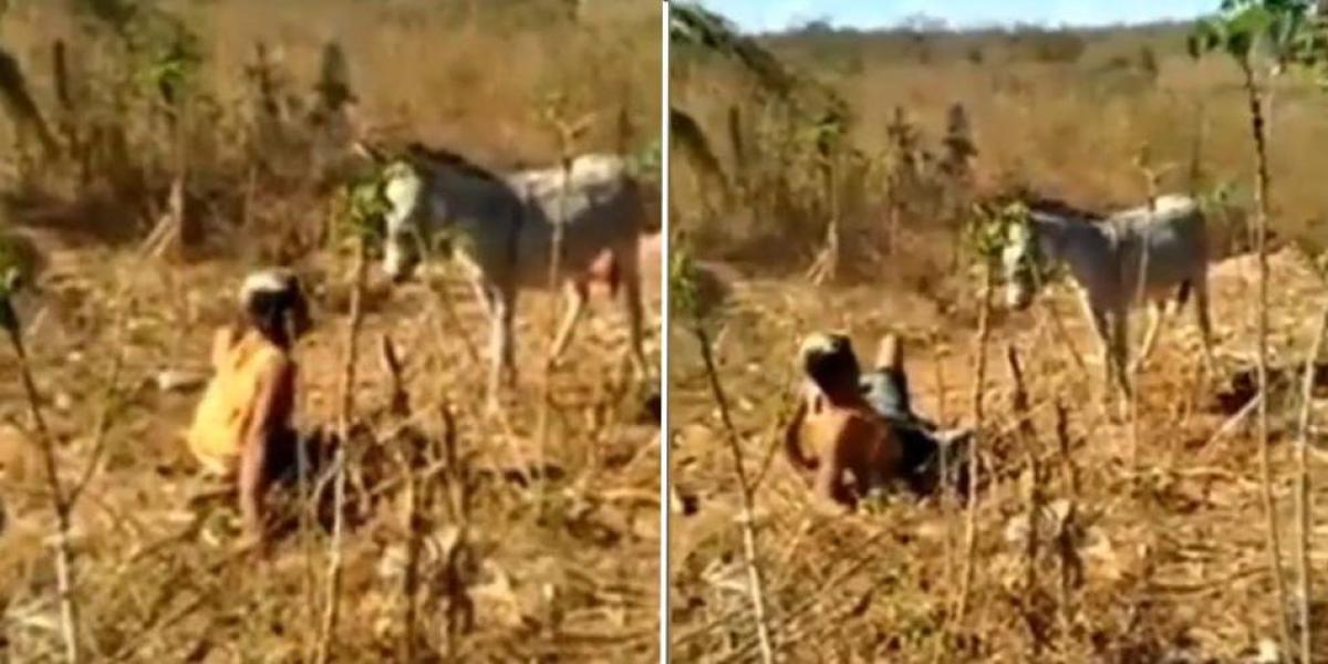 (Video) Burro que era maltratado por su dueño, pero se cansó de él, lo ...