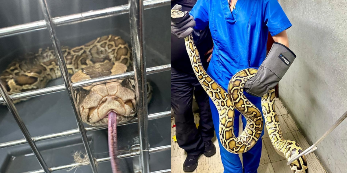 Pitón de Birmania fue encontrada en cautiverio en Valle del Cauca