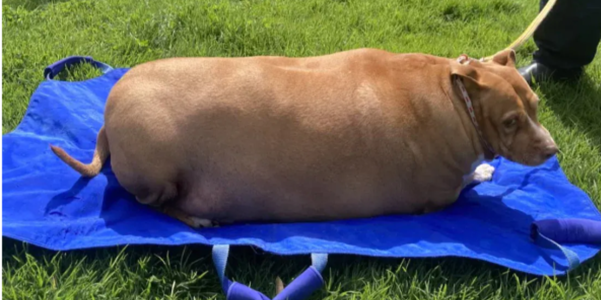 Los peligros de la obesidad y el sobrepeso en las mascotas: sugerencias ...