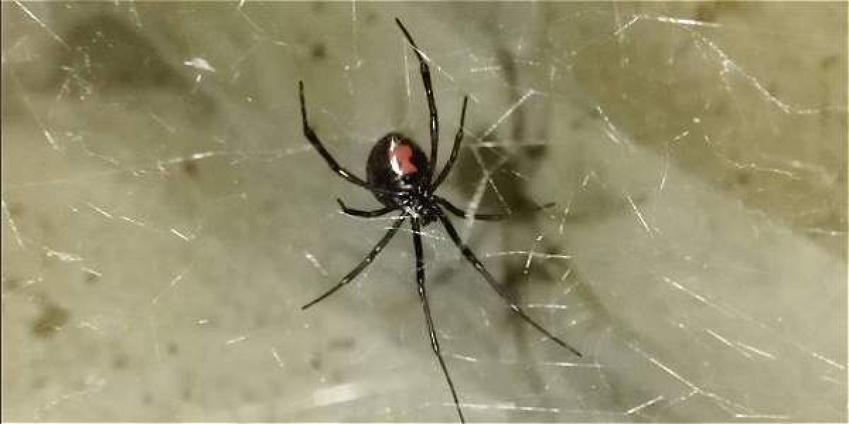 Macho de viuda negra opta por arañas jóvenes para sobrevivir al coito