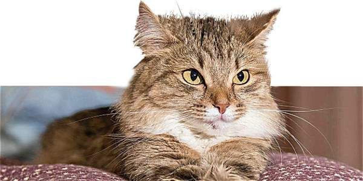 Importancia de los bigotes de los gatos