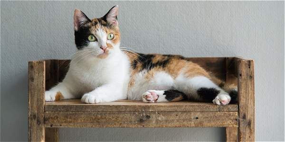 Características de los gatos calicó