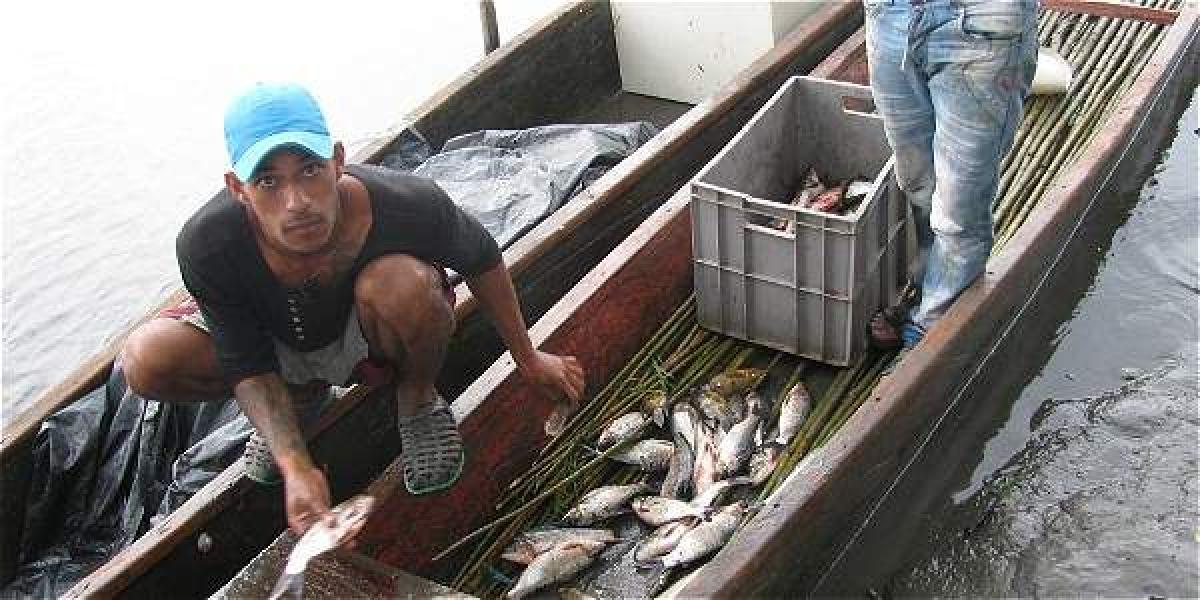 Existe pez basa en el río Magdalena