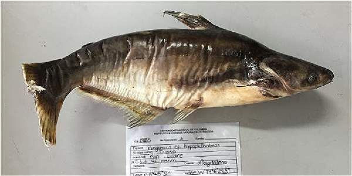 Peligros y riesgos del consumo de pescado basa