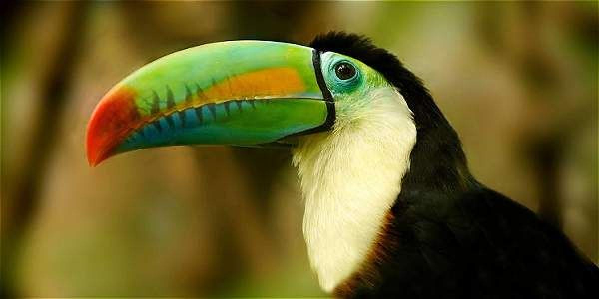 Concurso fotográfico para hacer el álbum de aves de Chingaza