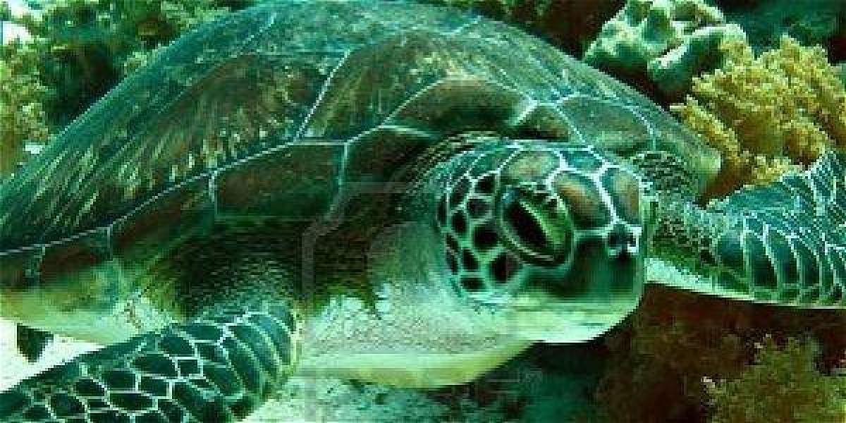 Preservación de la tortuga verde en La Guajira