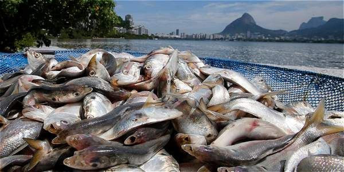 Qué tan riesgoso es el mercurio para la salud