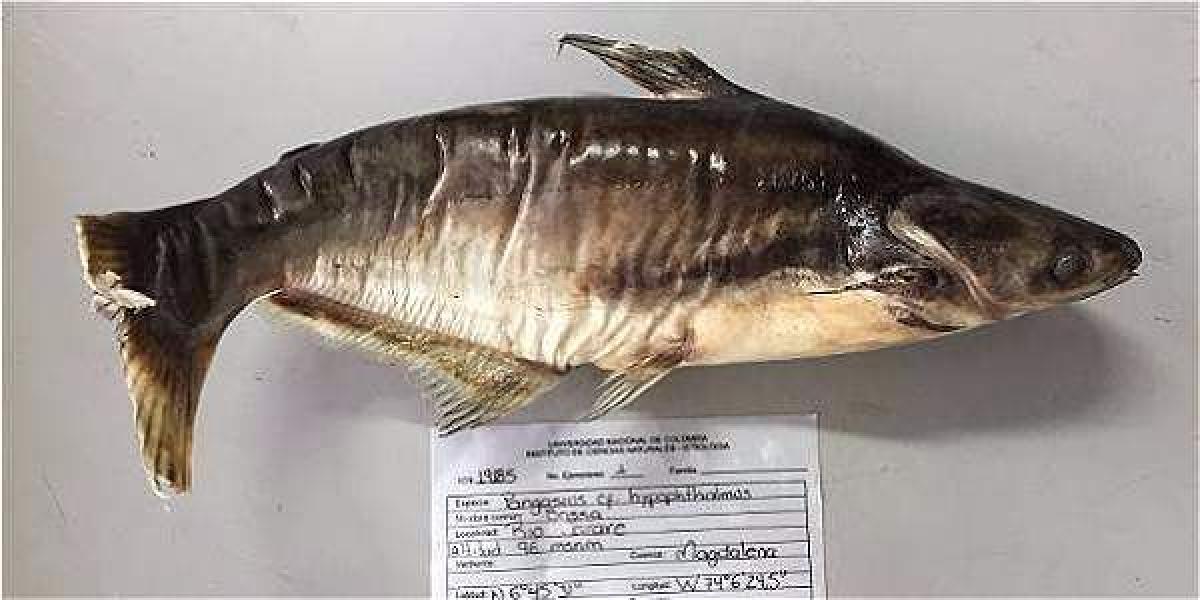 Pez basa invade el río Magdalena