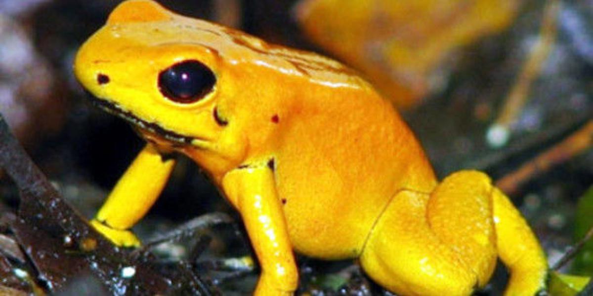 Tráfico de ranas doradas en Colombia
