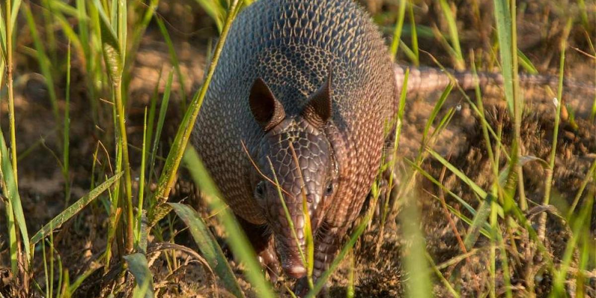 Los 'amigos de los armadillos' que salvan la especie en los Llanos del país