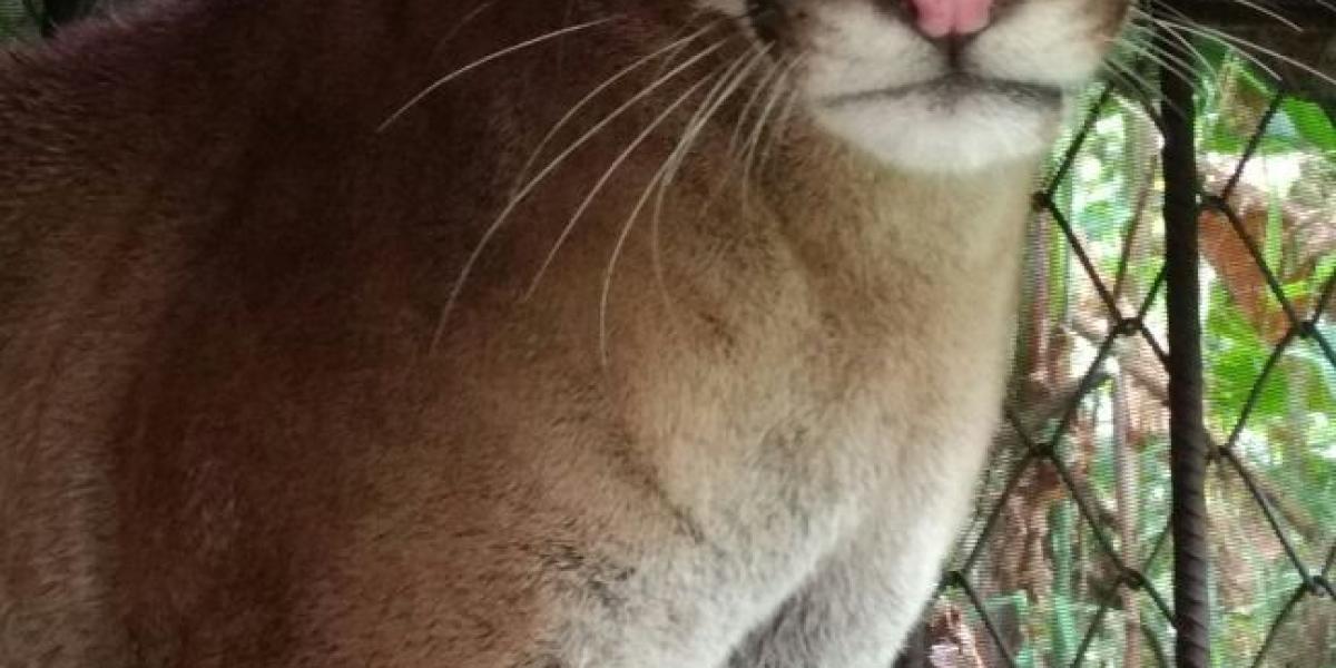 Rescatan puma que estaba en riesgo de ser cazado en Antioquia