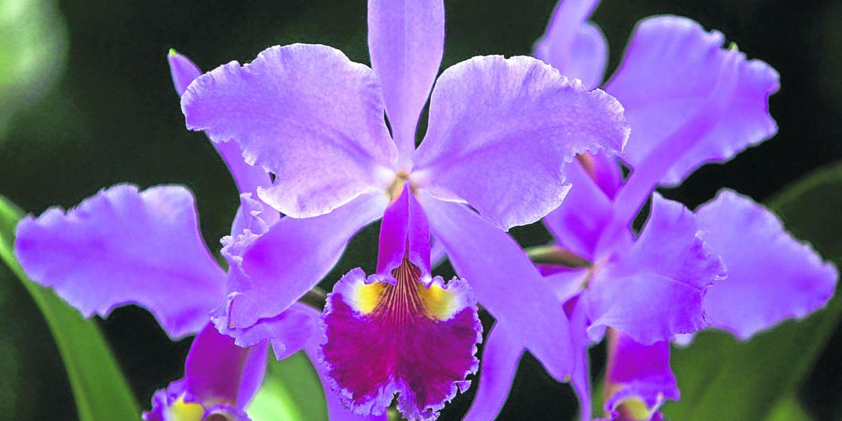 Recomendaciones para el cuidado de las orquídeas en casa