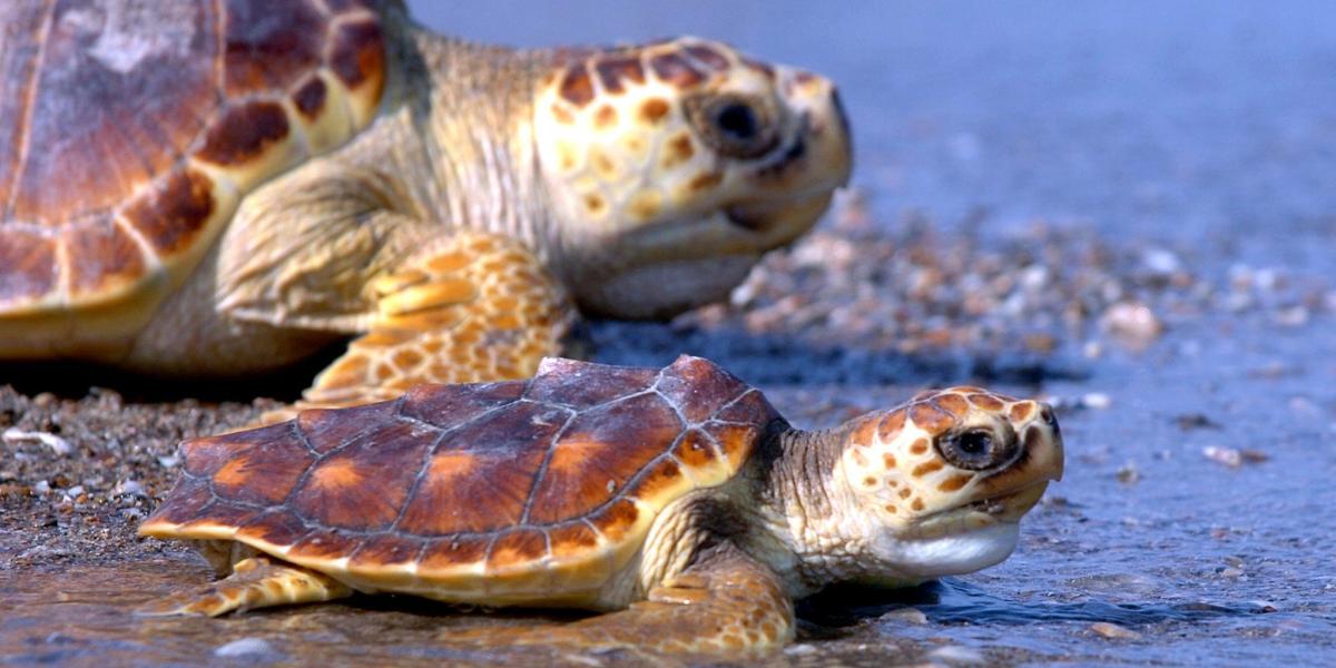 Conservación: ¿cómo revertir una posible extinción?