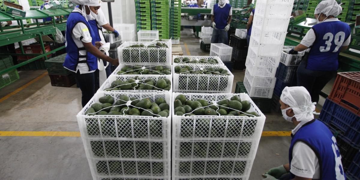 La exportación de frutas frescas colombianas aumentaron en el 2023