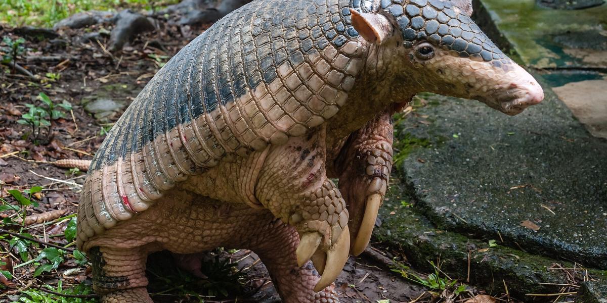 Poderoso El Armadillo