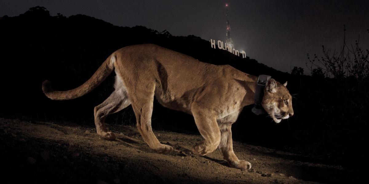 Hallan un puma en Parque Nacional de Perú