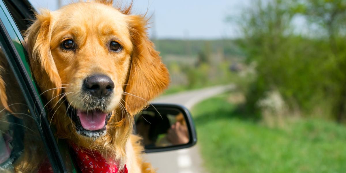 Consejos para viajar en auto con su mascota