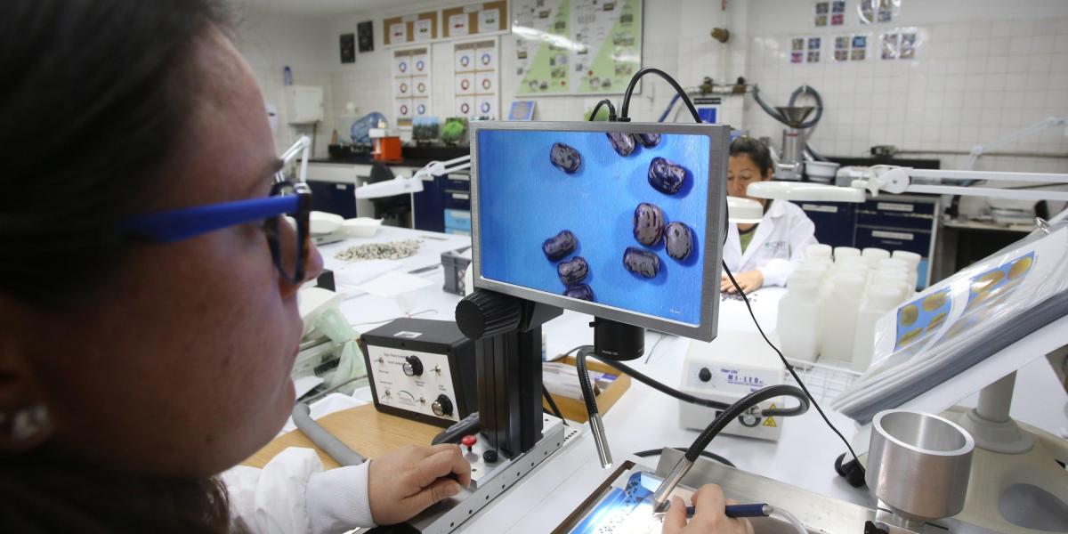 La Alianza Bioversity & CIAT celebró que Cali sea sede de la COP16