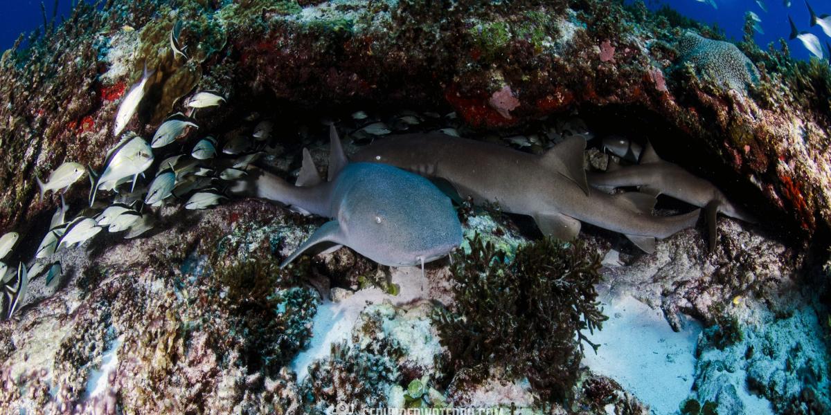 Hallan nuevas especies de corales y tiburones en la Serranilla