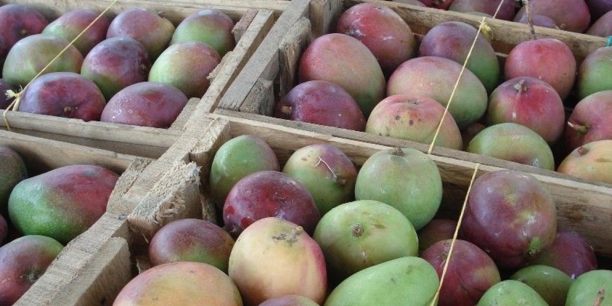 En mangos esconderían droga para venderla en colegios de Córdoba