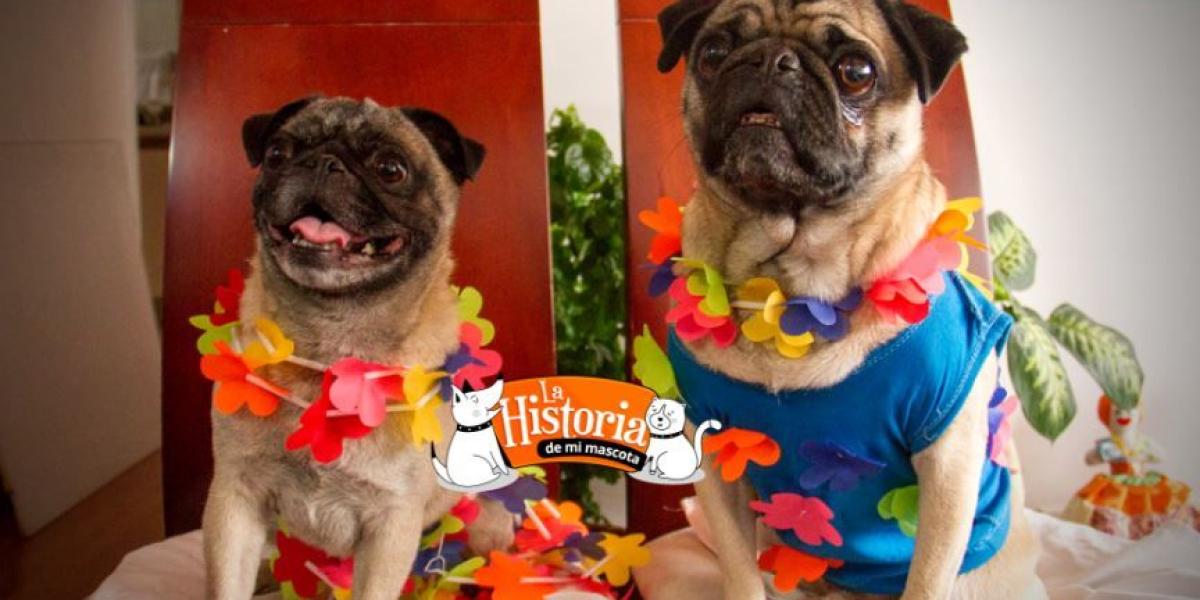 Consejos para celebrar el cumpleaños de su mascota