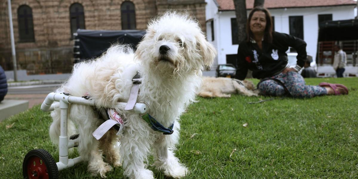 Historia de Jack, el perro que camina con una silla de ruedas hecha de PVC