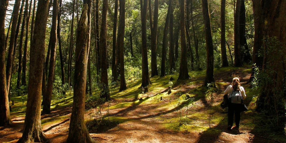 Medellín: los graes problemas financieros que tienen al Parque Arví a ...