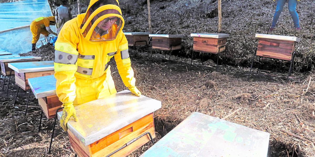 El plan para repoblar de abejas la ruralidad de Bogotá