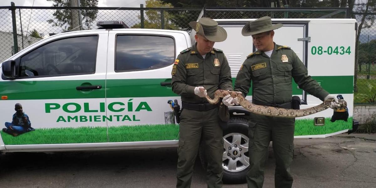 Encuentran boa constrictor en el motor de un carro en Puente Aranda
