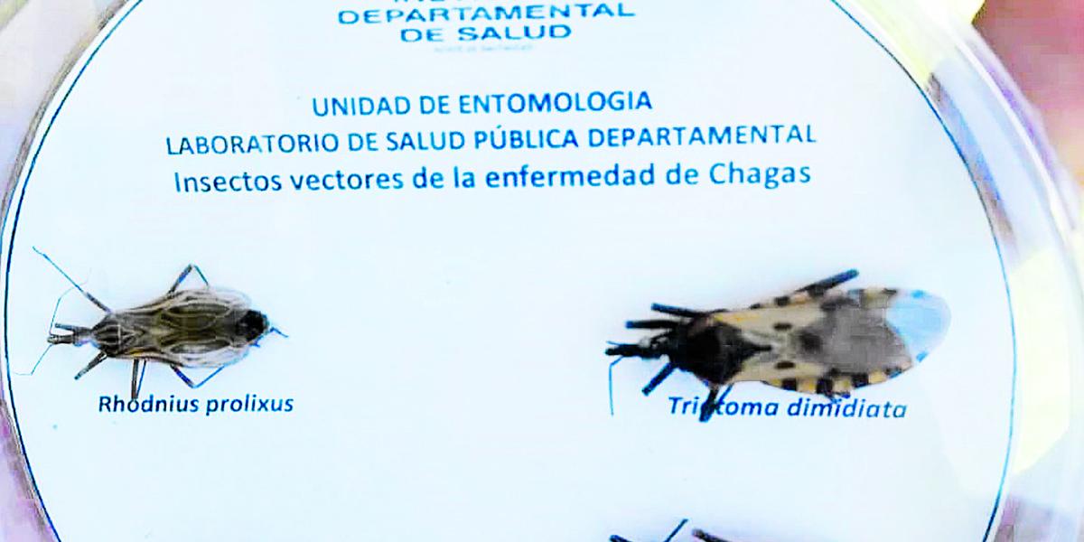 Mal de chagas: cuáles son los síntomas y cómo prevenirlo