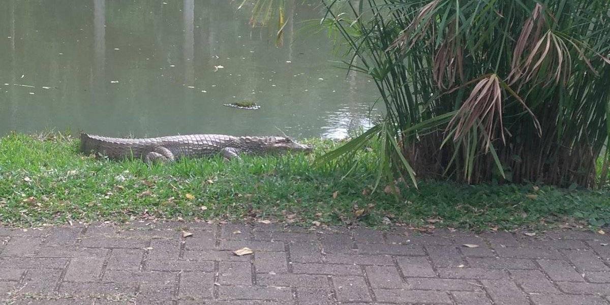 Foto muestra una babilla gigante en lago del sur de Cali