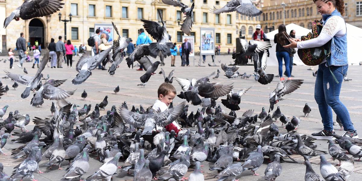 ¿Cuál es el problema con las palomas de la plaza de Bolívar?
