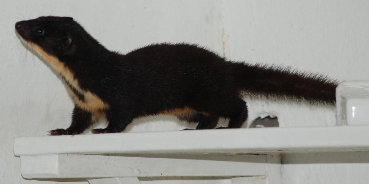Fotos de una comadreja colombiana