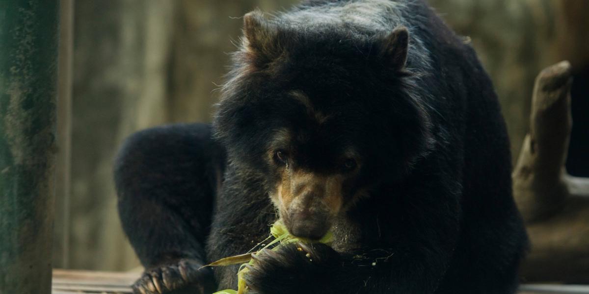 Historia del oso Chucho y el debate sobre derechos de los animales en ...
