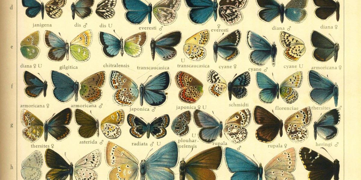 Colombia: El país más biodiverso en mariposas