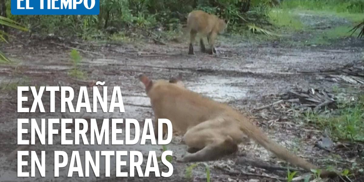 Extraña enfermedad impide caminar a panteras y linces de Florida