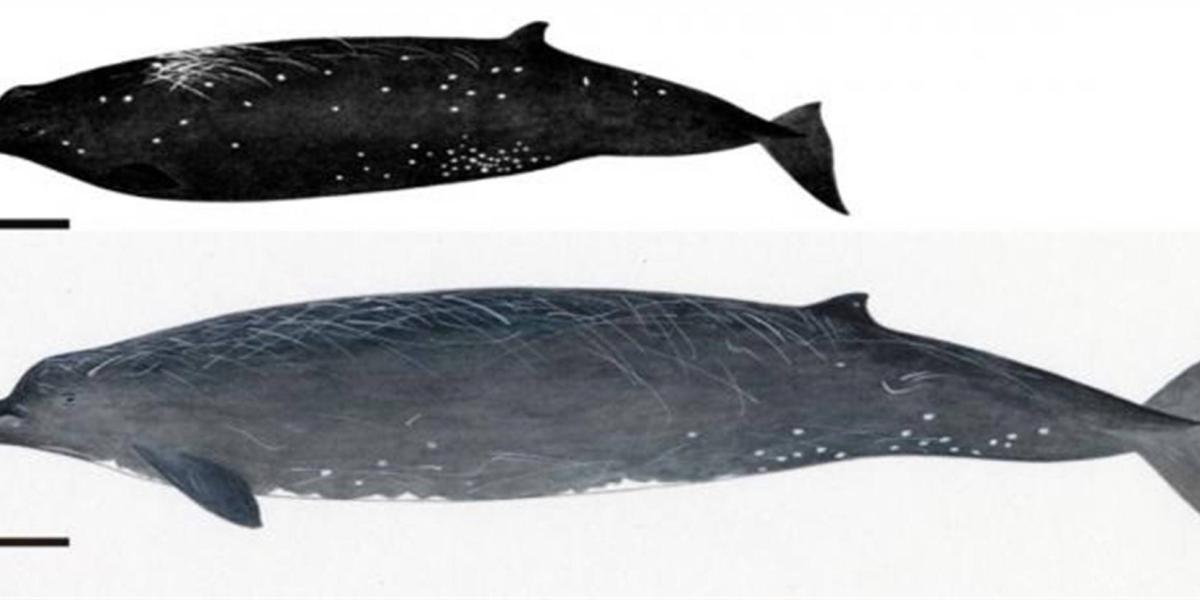 Así es la 'ballena negra', descubierta recientemente en Japón
