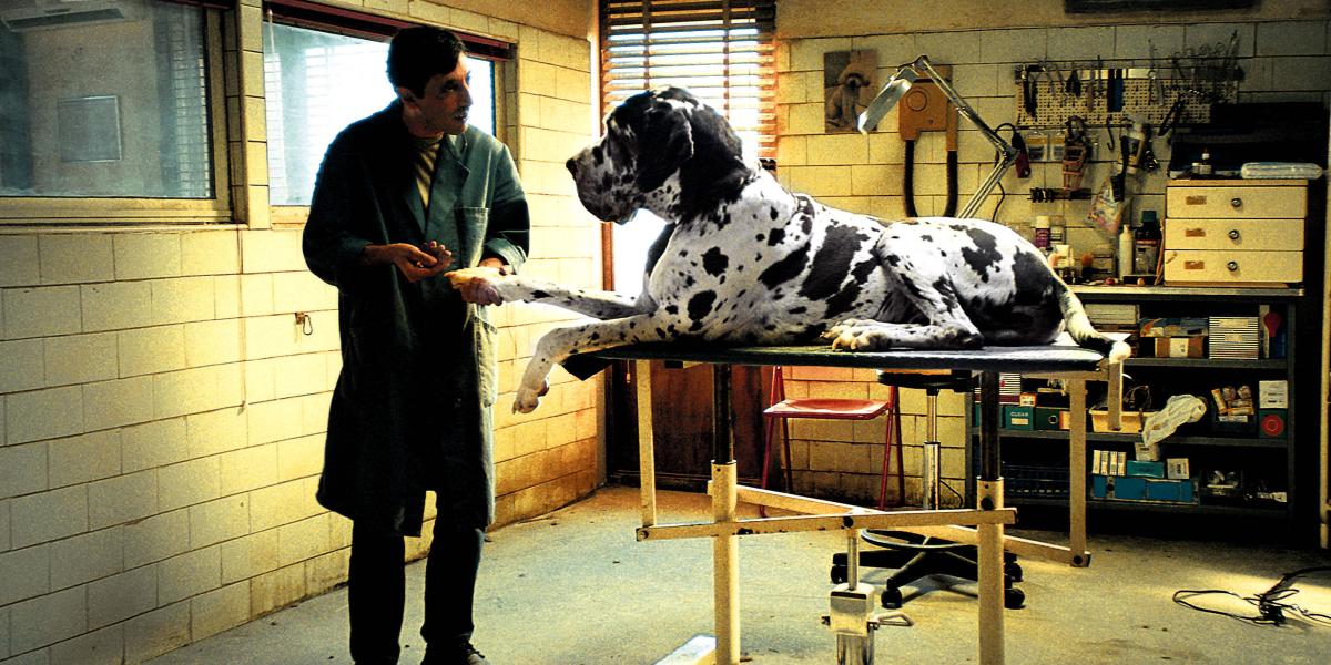 ‘Dogman’, una película descarnada sobre lo más profundo del ser humano