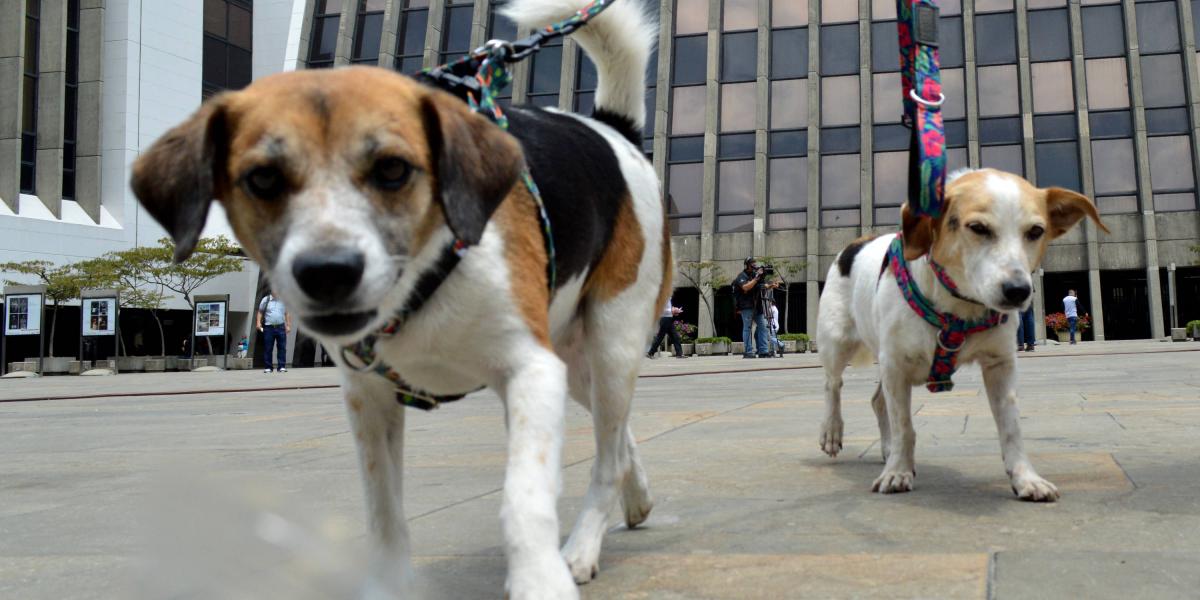Se Permiten Perros En El Parque De Aterrizaje Percival