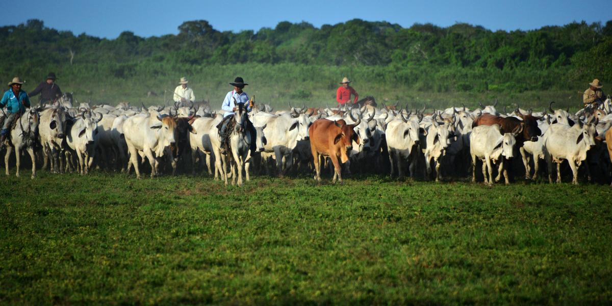 Así va la venta de carne colombiana al mercado internacional