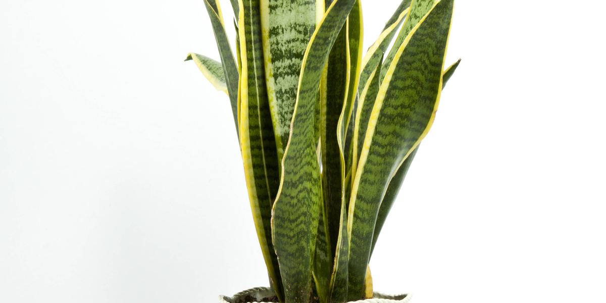 Planta lengua de suegra: cuáles son las propiedades y su uso medicinal