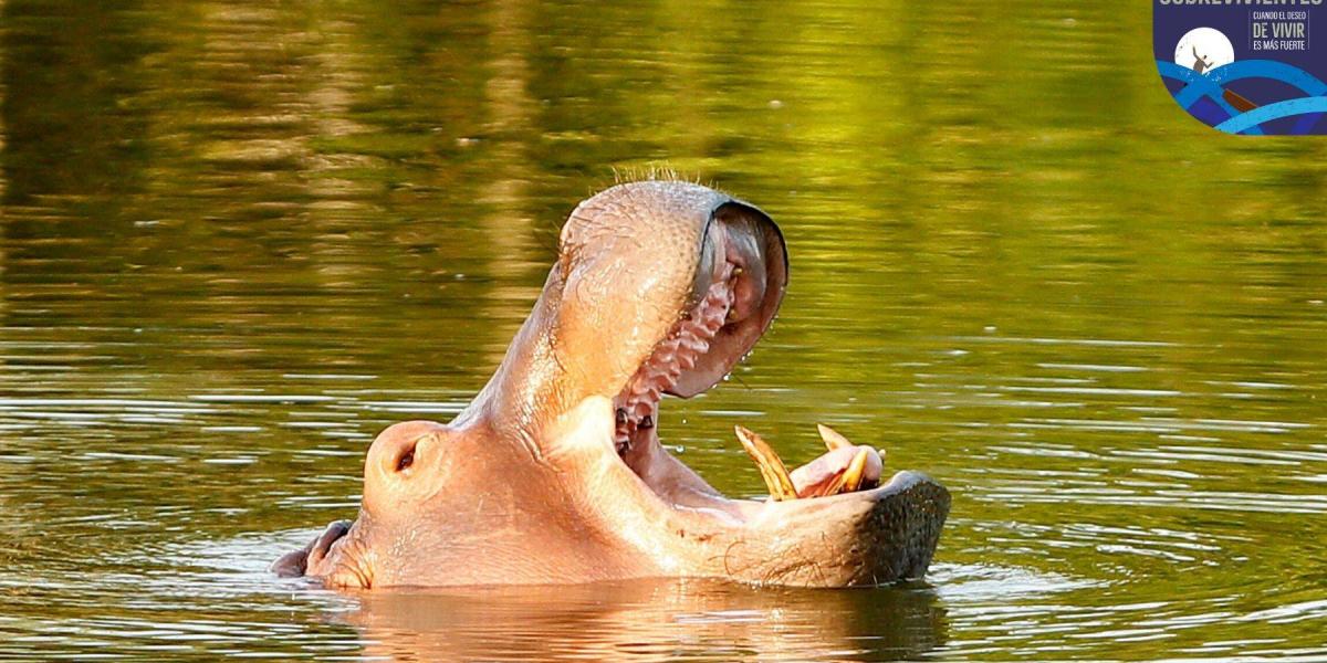 Marius Els: hombre crio a hipopótamo como mascota y murió mutilado