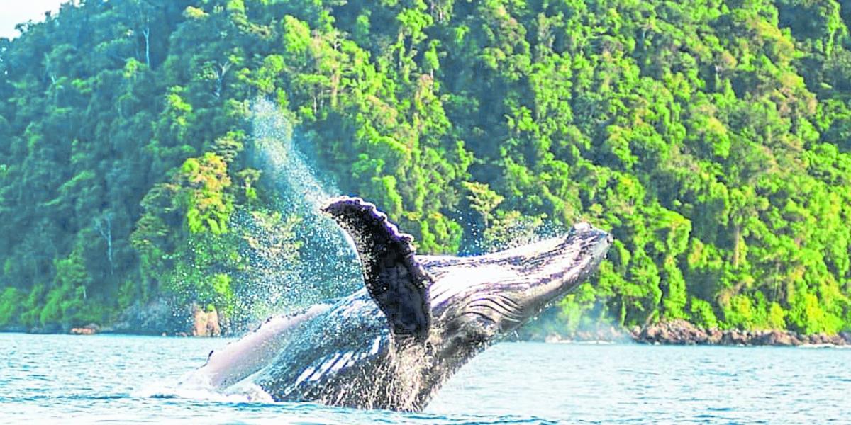 Alístese, llega la temporada de ballenas en Colombia: cuándo, dónde y ...
