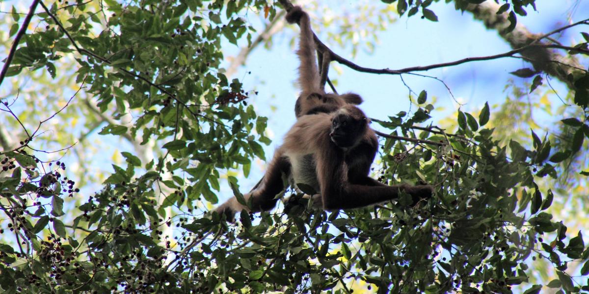 Atlas de los primates en Colombia: deforestación los deja sin bosque
