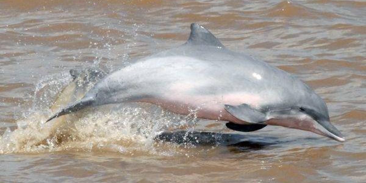 Delfines de río de Colombia amenazados por la contaminación