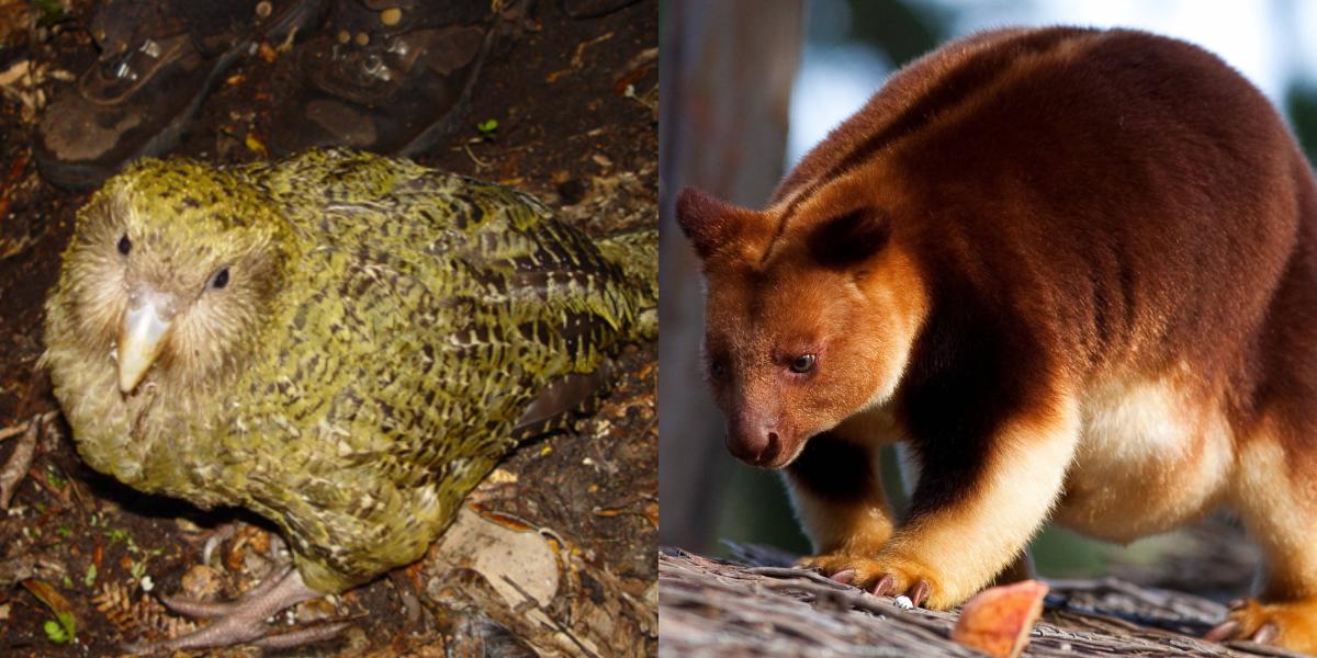 Los animales más raros que están en peligro de desaparecer