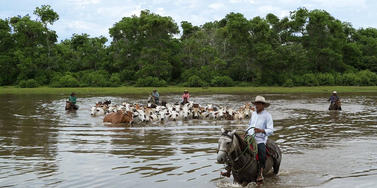 Los Llanos de Colombia entre los 52 lugares para amar, según NYT