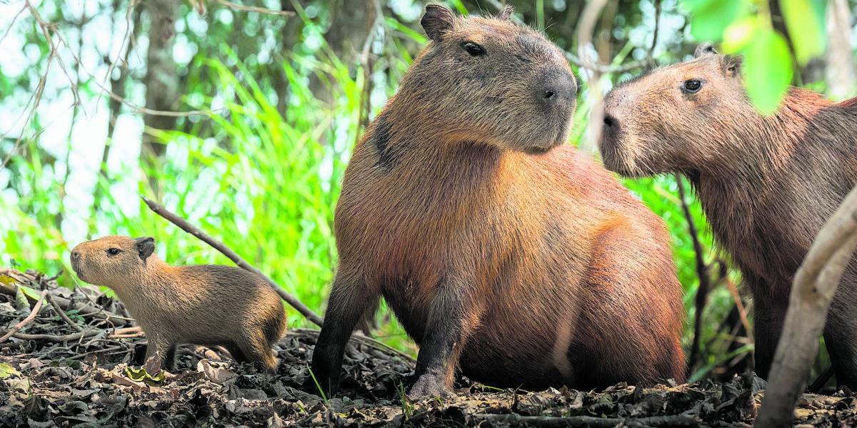 Denuncian muerte de chigüiro dentro de un condominio en Bucaramanga