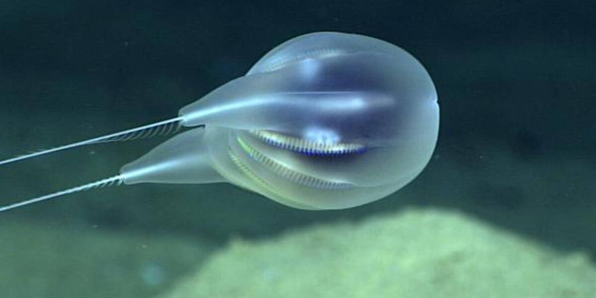 Descifran el genoma de la medusa inmortal